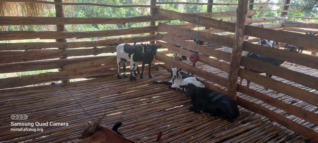 Mic Pa Mungu Agro-ecological Farm (MIMAF Uganda) – Our Environment, Our ...