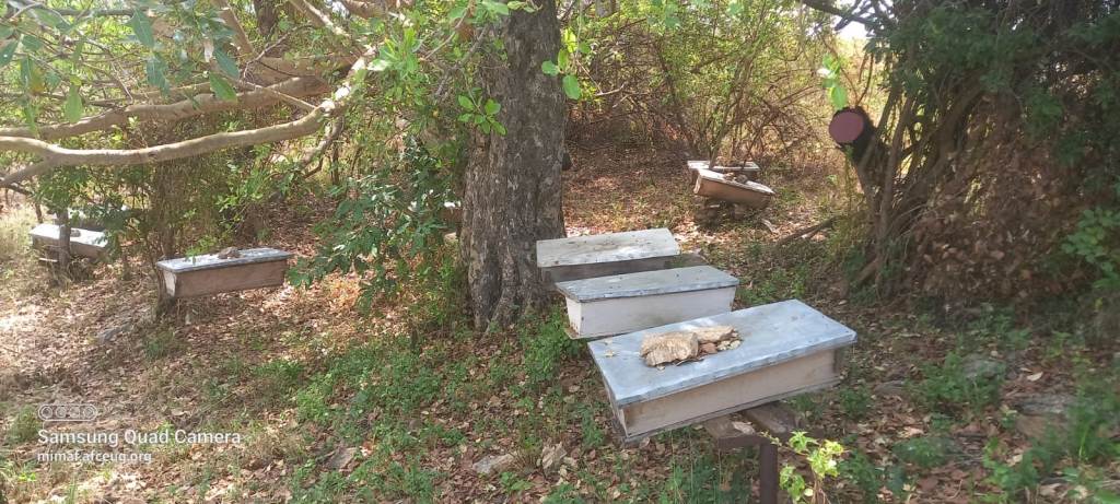 Bees Product Processing and Marketing – Mic Pa Mungu Agro-ecological ...